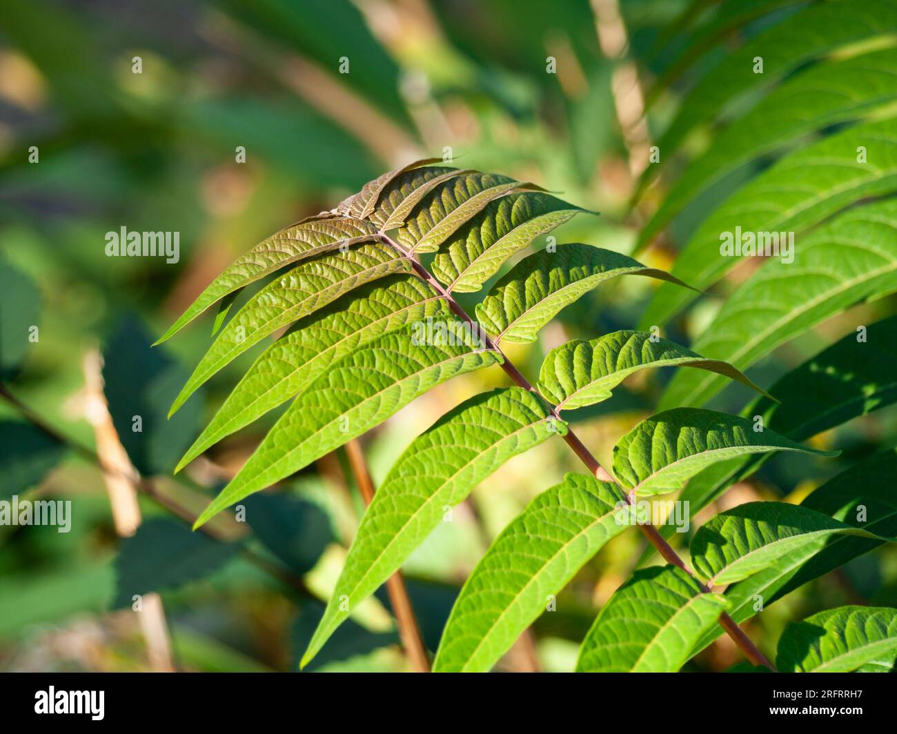 Beautiful green textural clean leaves of Ailanthus altissima plant ...