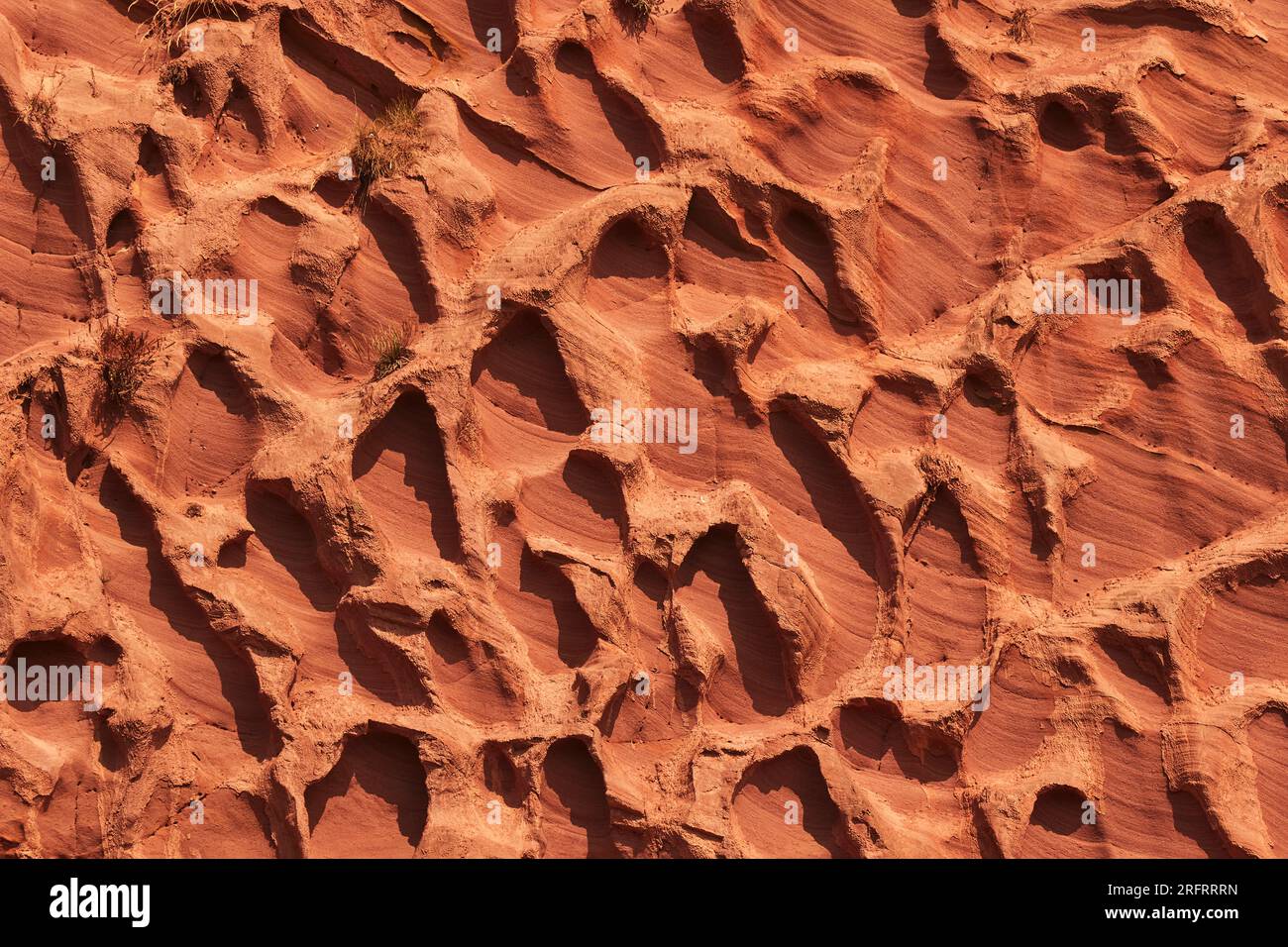 Wind- and rain-eroded patterns in a red sandstone cliff, on the coast ...