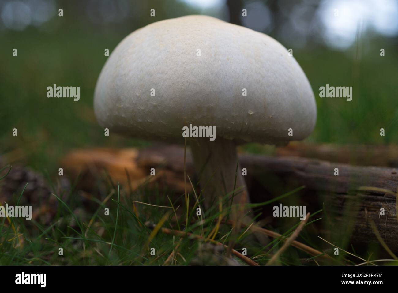 Seta de agaricus hi-res stock photography and images - Alamy