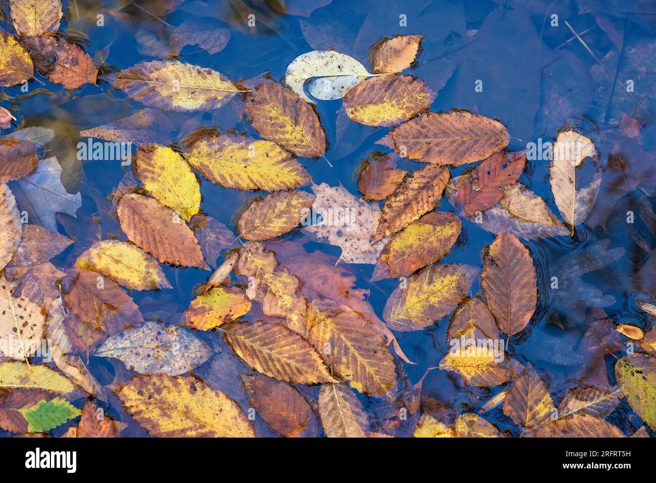 Autumn foliage floating in calm hi-res stock photography and images - Alamy