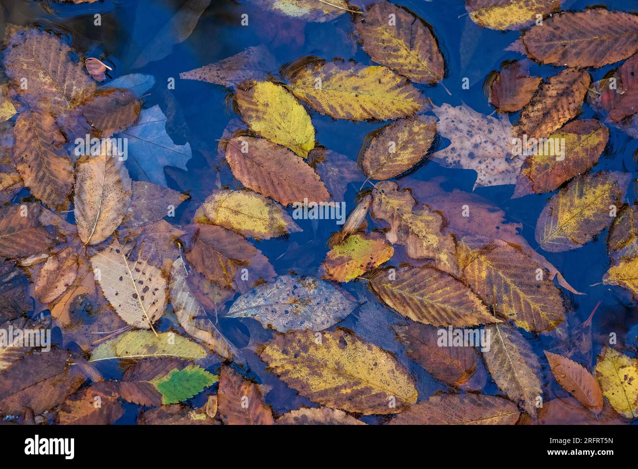 Autumn foliage floating in calm hi-res stock photography and images - Alamy