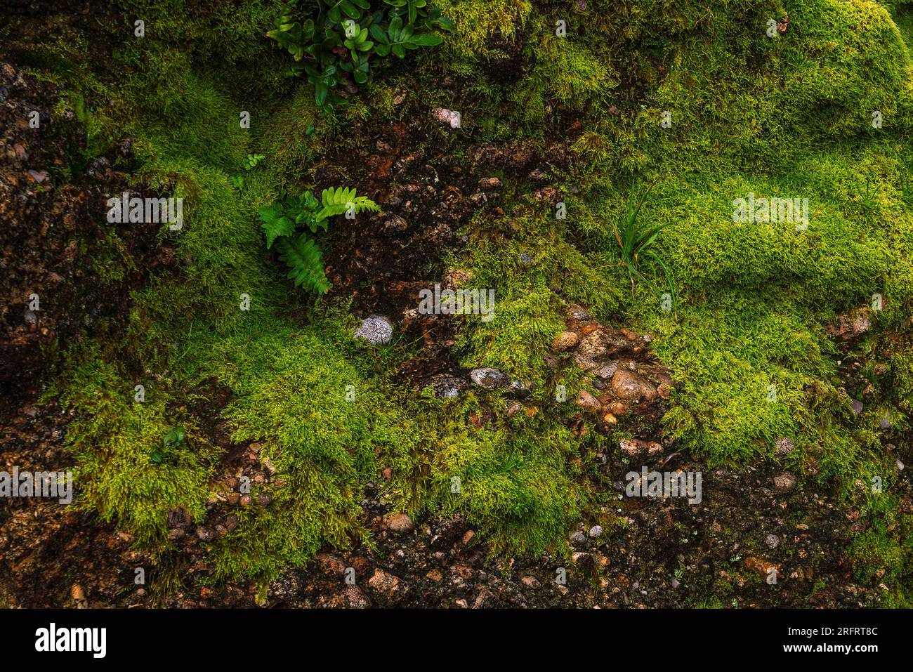 Colorful lichen on cliff face at Point Reyes National Seashore, Point ...