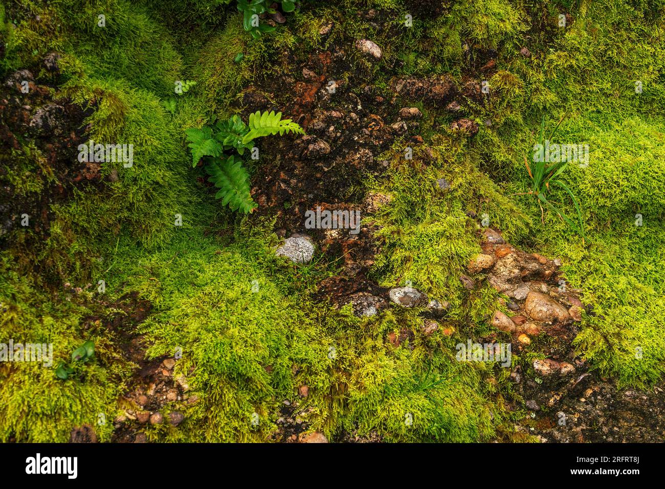 Colorful lichen on cliff face at Point Reyes National Seashore, Point ...