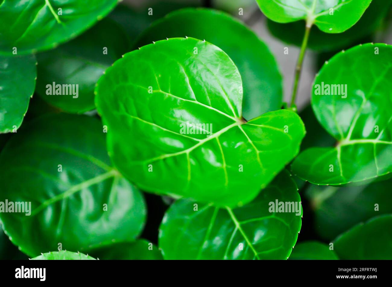 Polyscias fruticosa L Harms,Polyscias fruticosa or Araliaceae plant ...