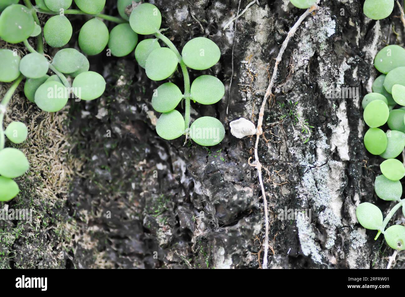 Dischidia nummularia Variegata, Dischidia nummularia Variegatege plant ...