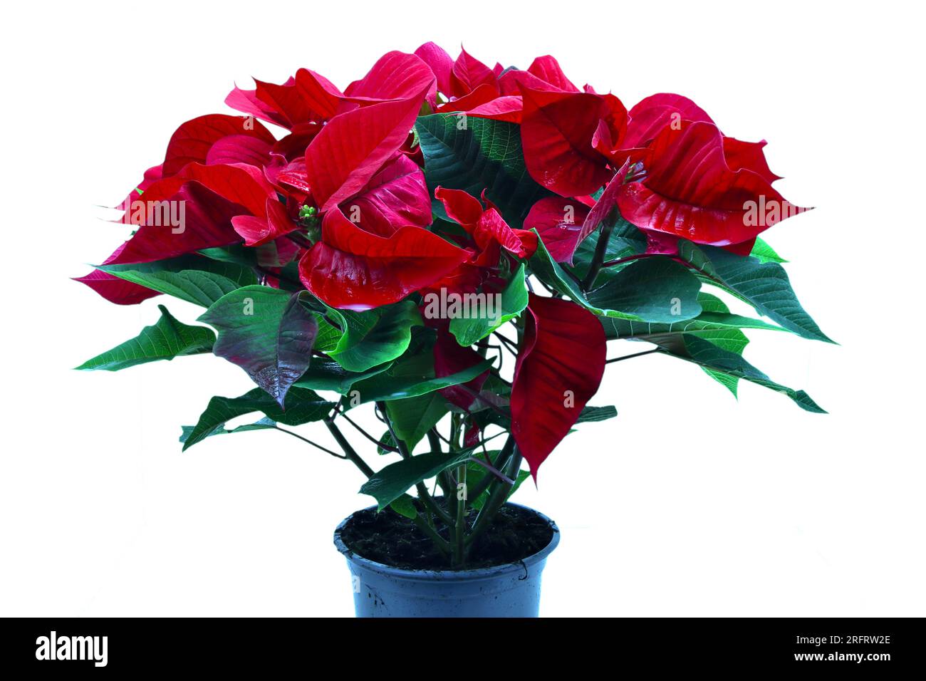 Poinsettia plant. Bold green and red leaves, foliage, set within a ...