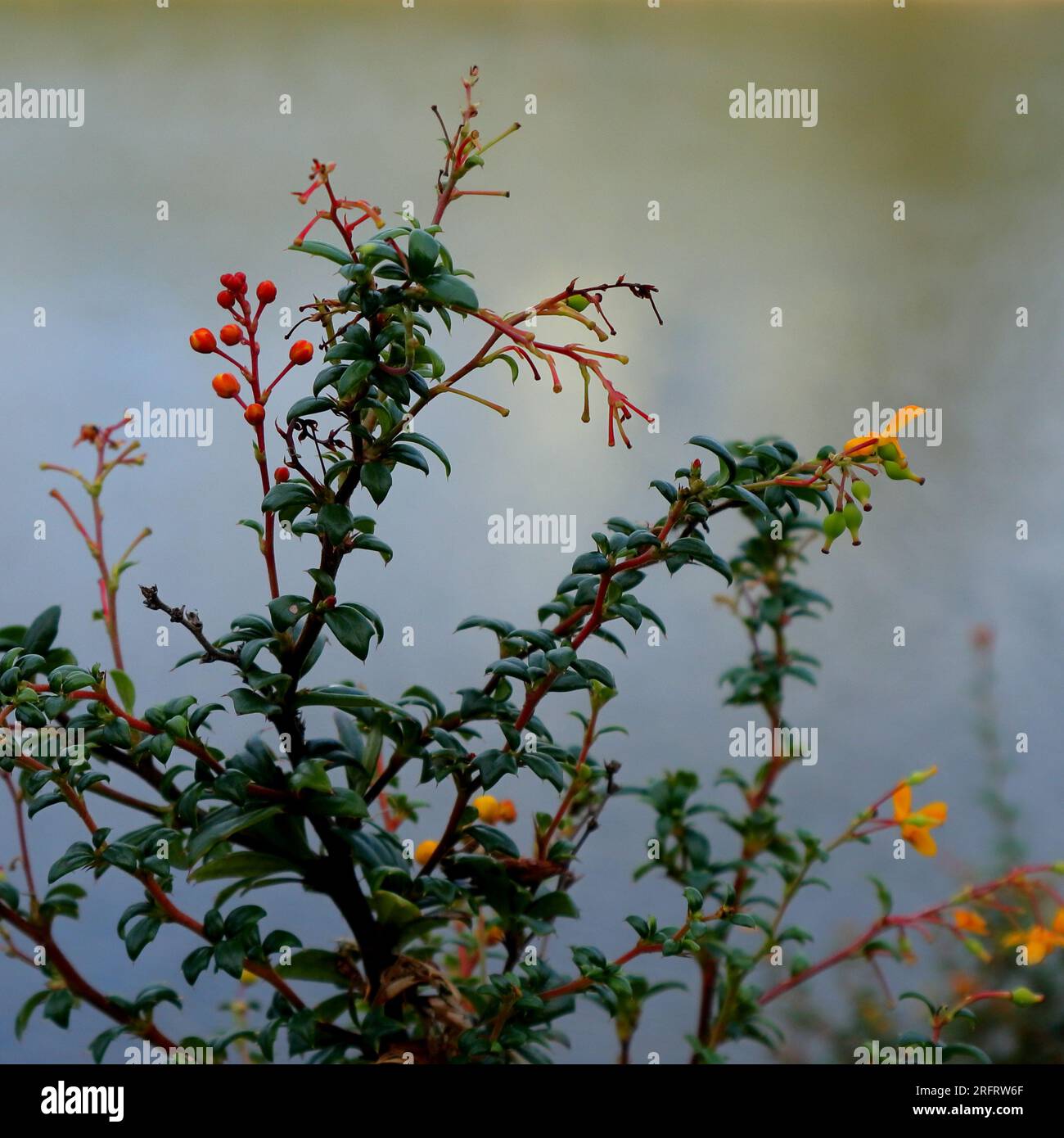 Berries growing tree lake berry fruit hi-res stock photography and ...