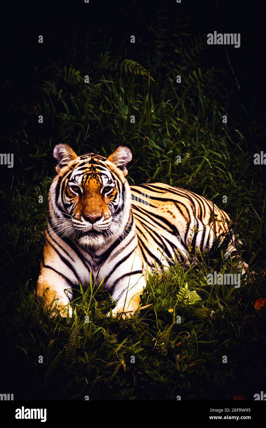 Orange tiger hi-res stock photography and images - Alamy