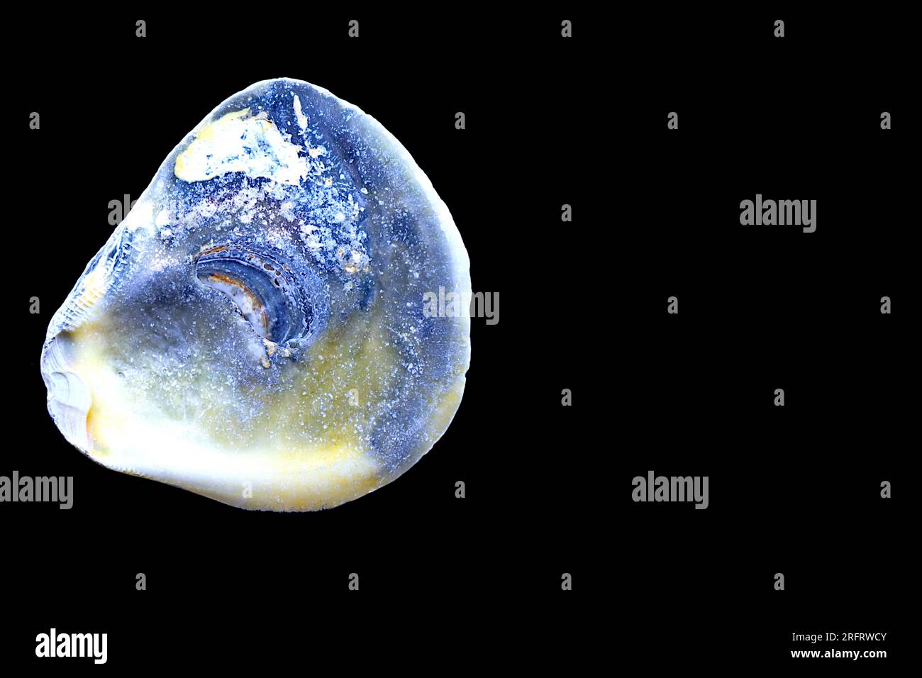 A flat sea shell with blue, yellow and brown colours. Black background ...