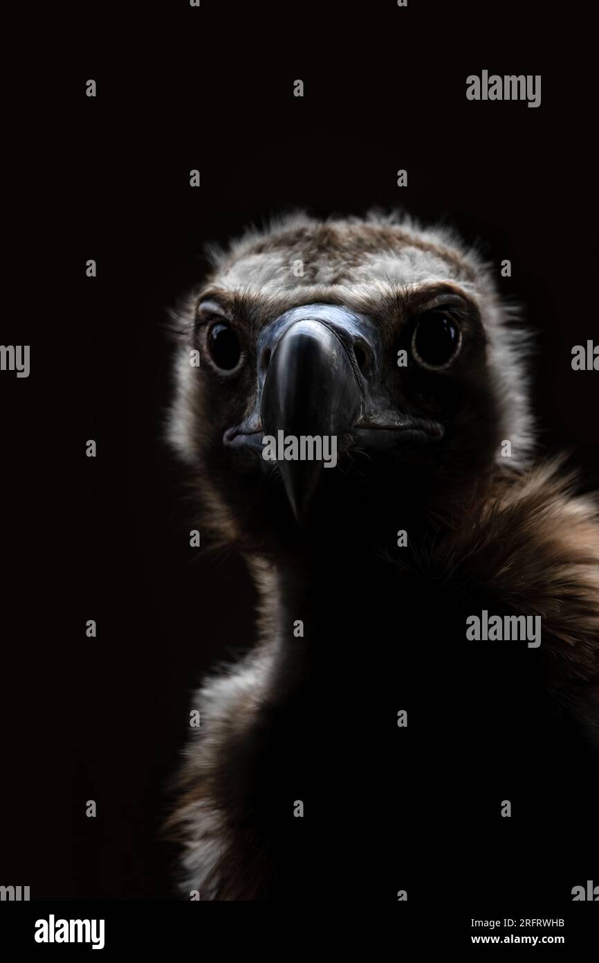 Vulture eyes hi-res stock photography and images - Alamy