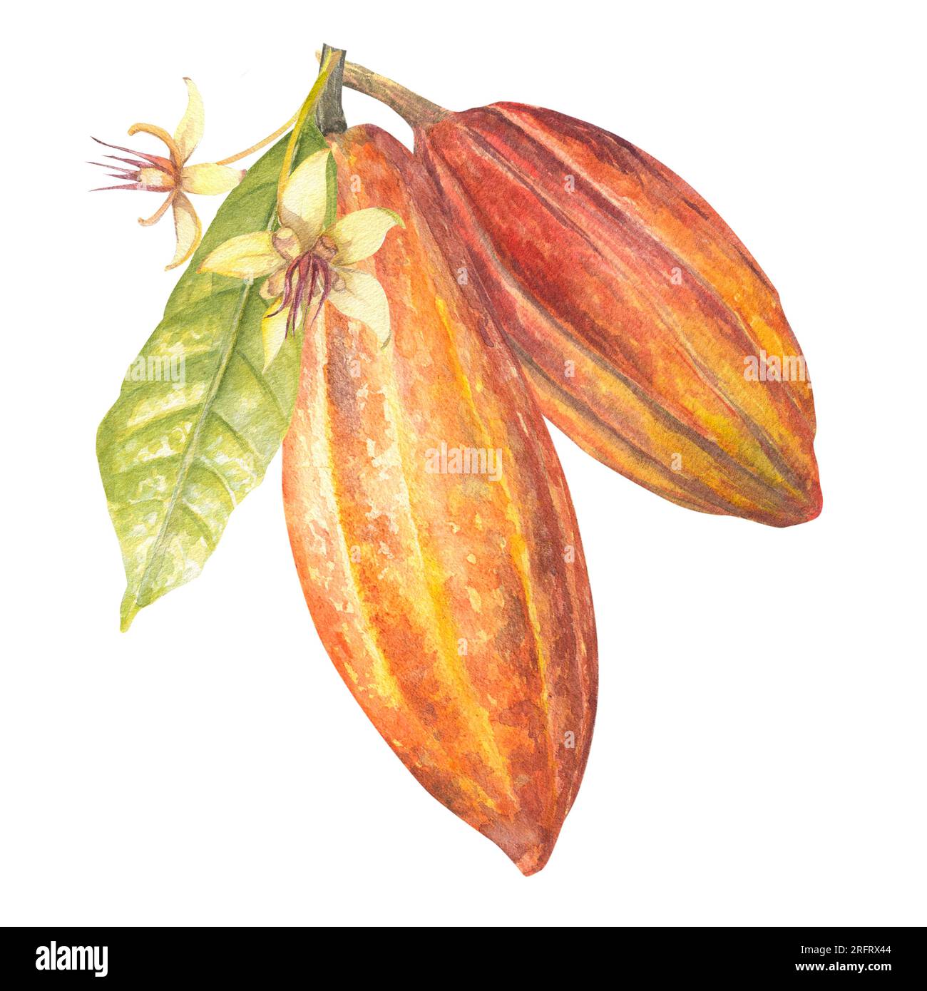 Watercolor illustration of cocoa leaves, red cocoa fruit and flowers ...