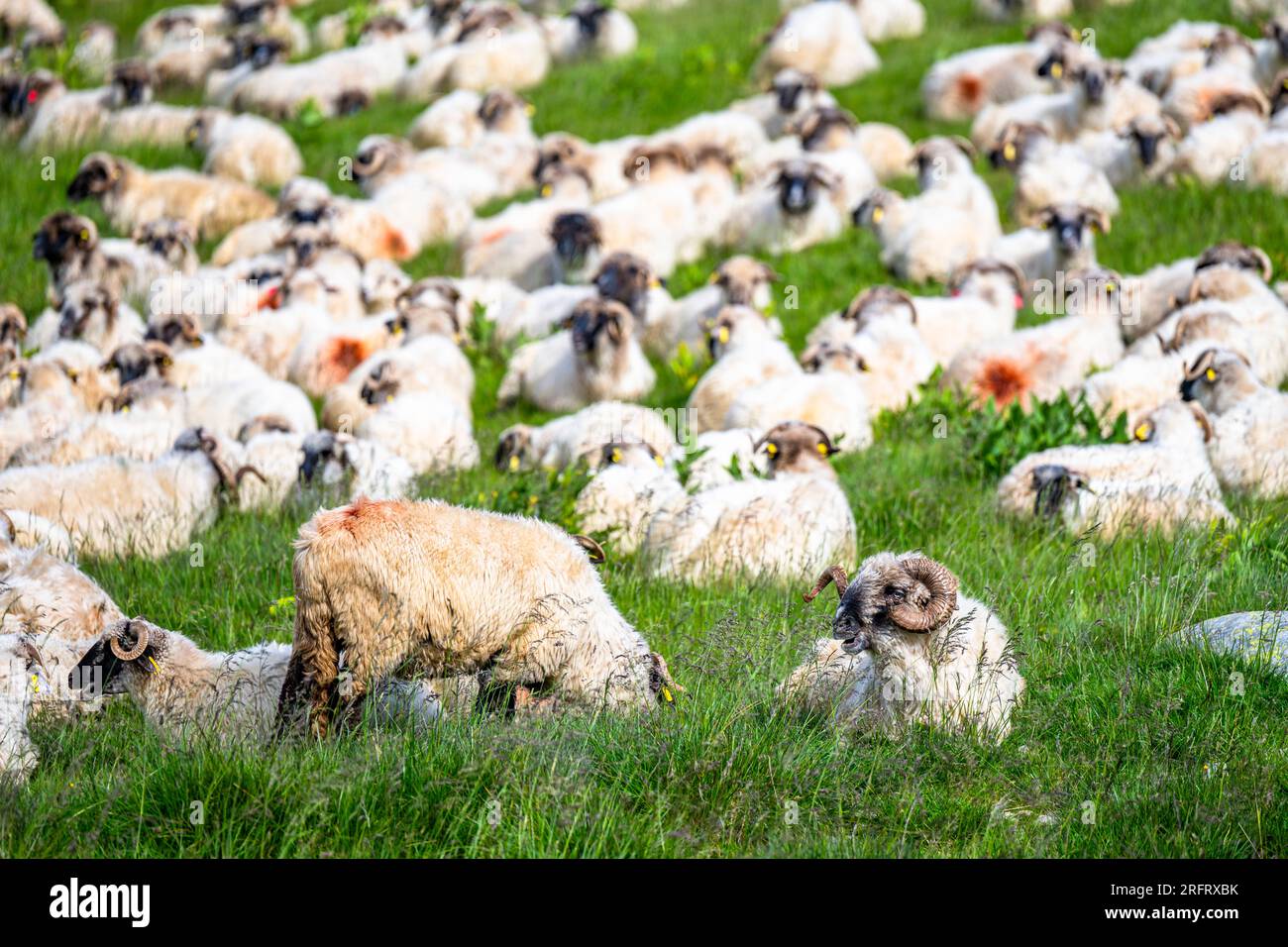 A huge flock of sheep on a mountain pasture in the Parang Mountains, Romania Stock Photo - Alamy