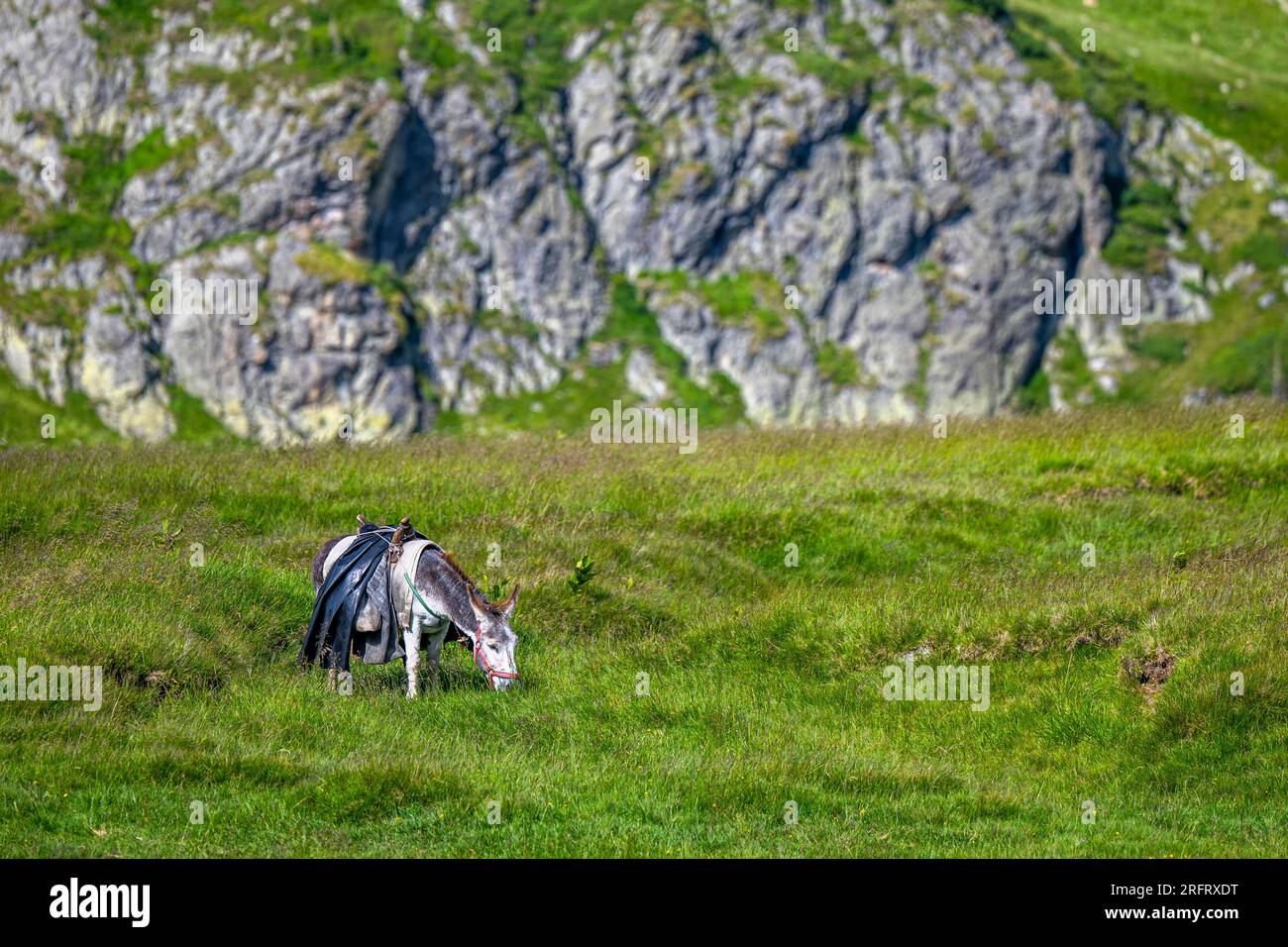 A donkey on a mountain pasture in the Parang Mountains, Romania Stock ...