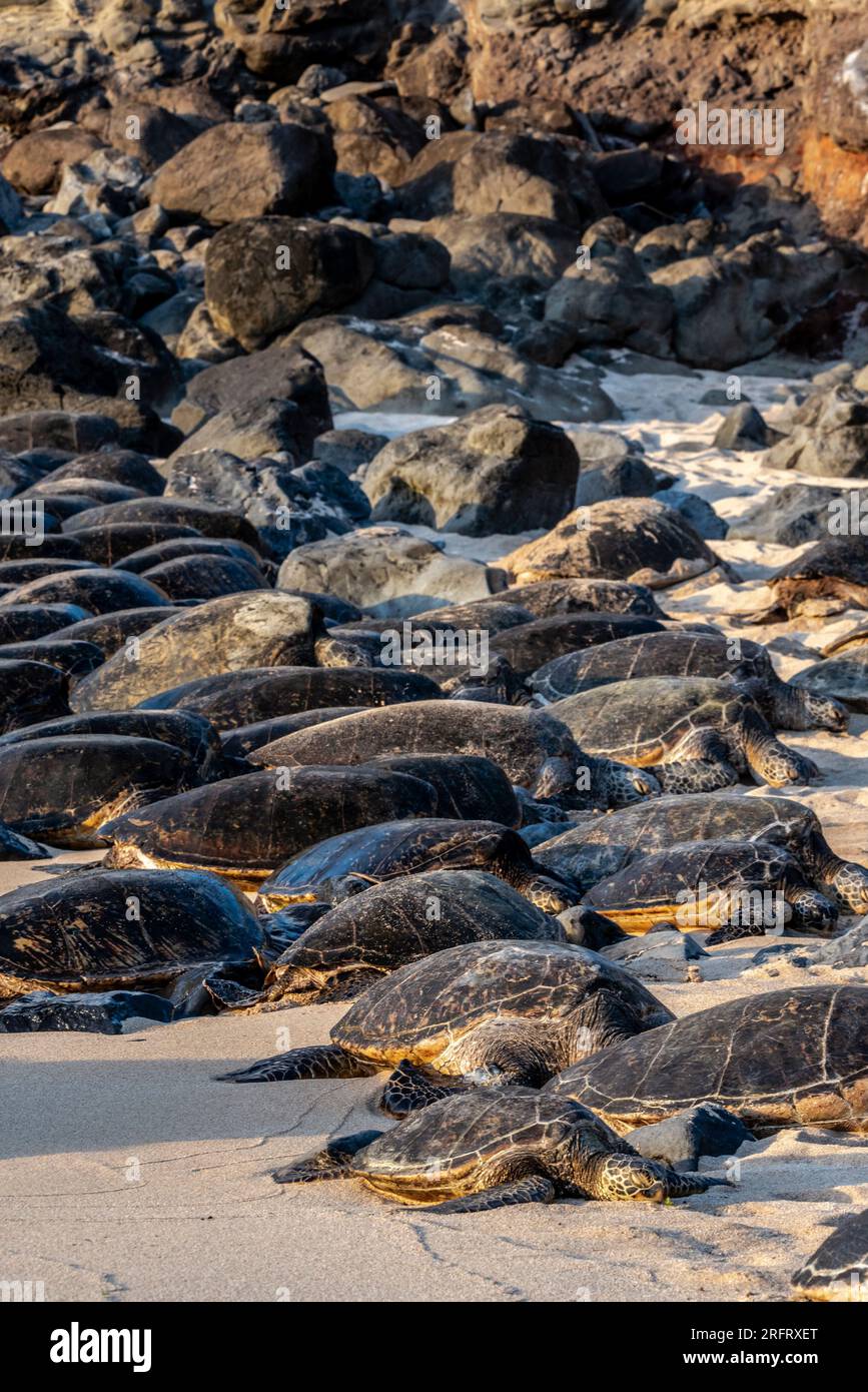 Green sea turtles resting at Ho'okipa beach Stock Photo - Alamy