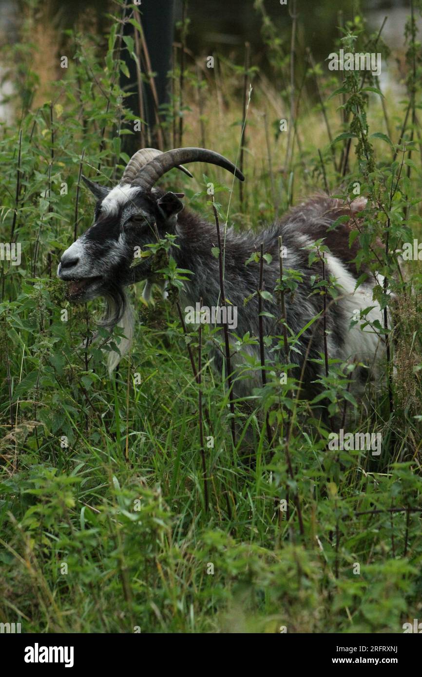 goat in tall grass near water in Pori, Finland Stock Photo - Alamy