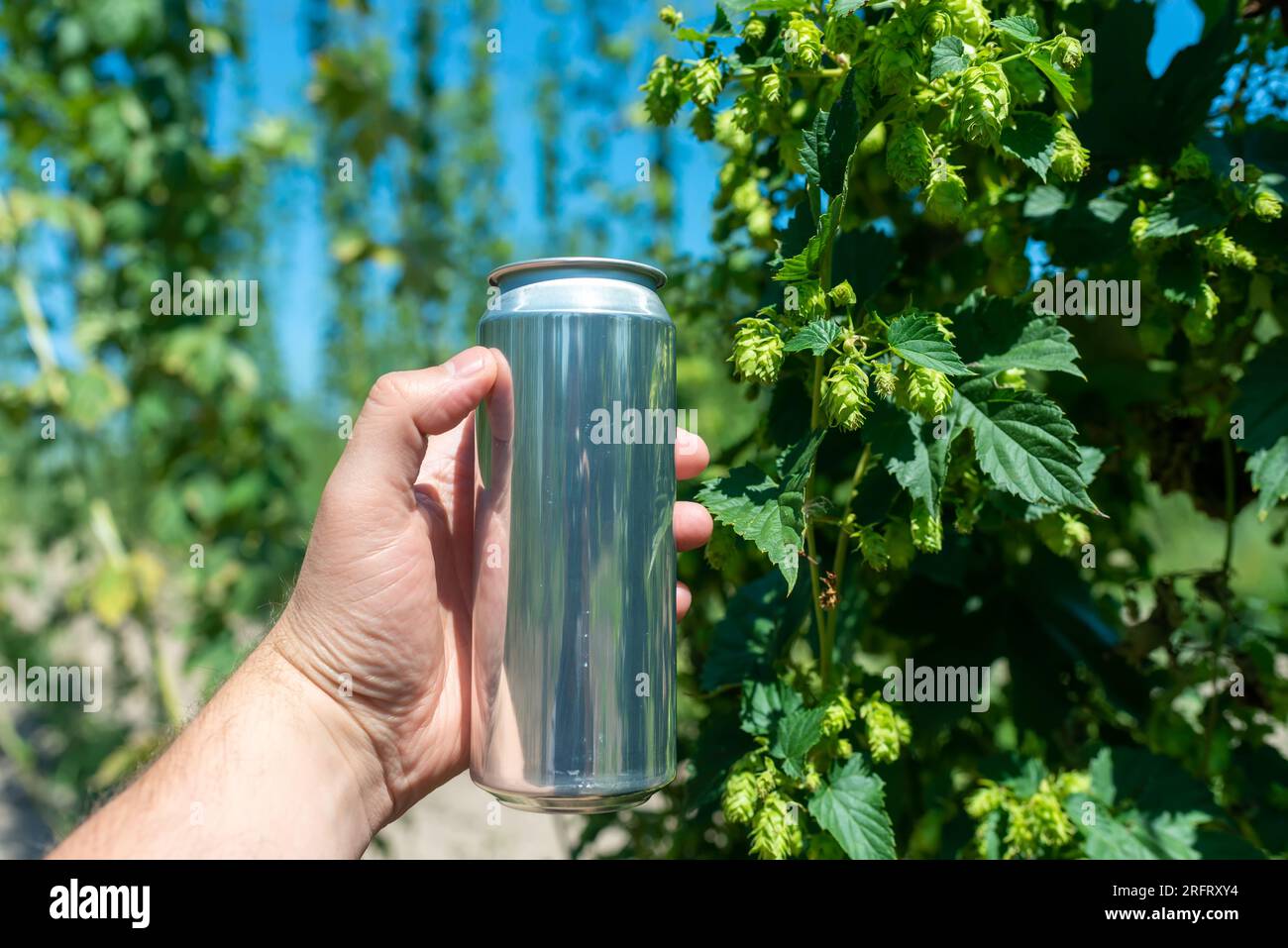 Beer label template hi-res stock photography and images - Alamy