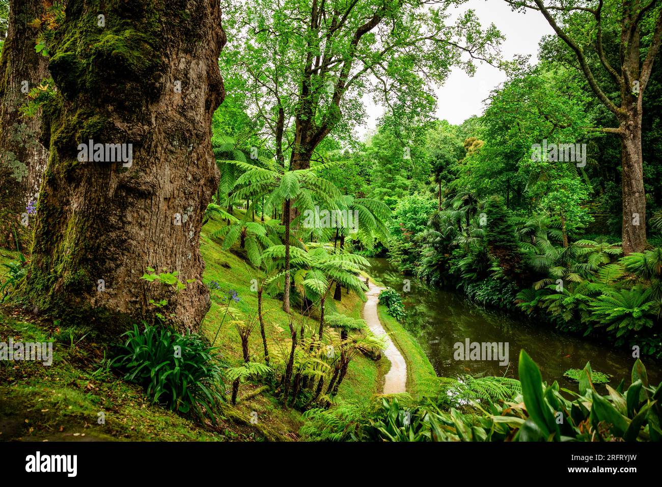 Botanical garden, nature with trees and stream, ferns and path, Azores ...