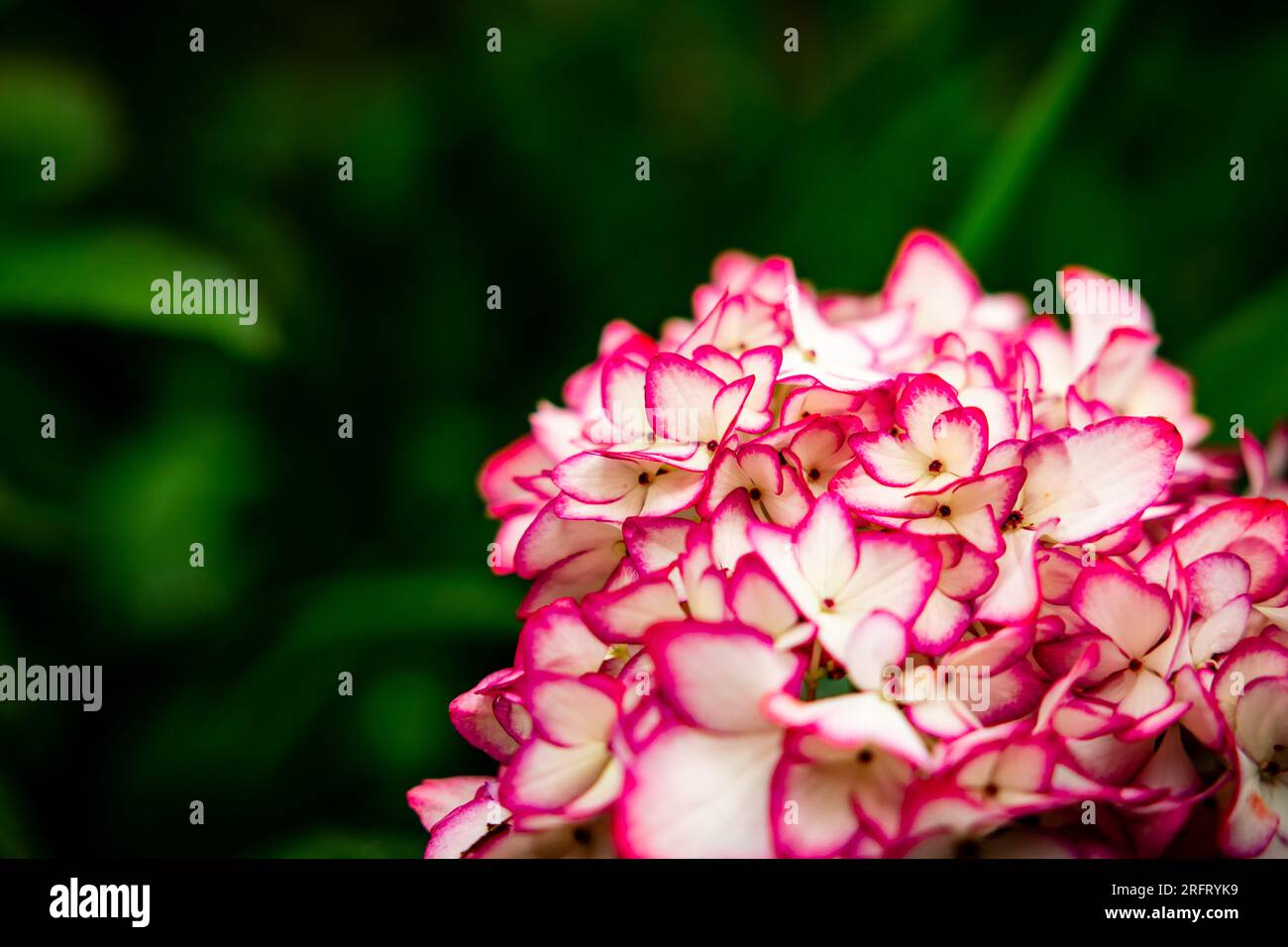 Wonderful hydrangea, white and pink colors, green background, Azores ...