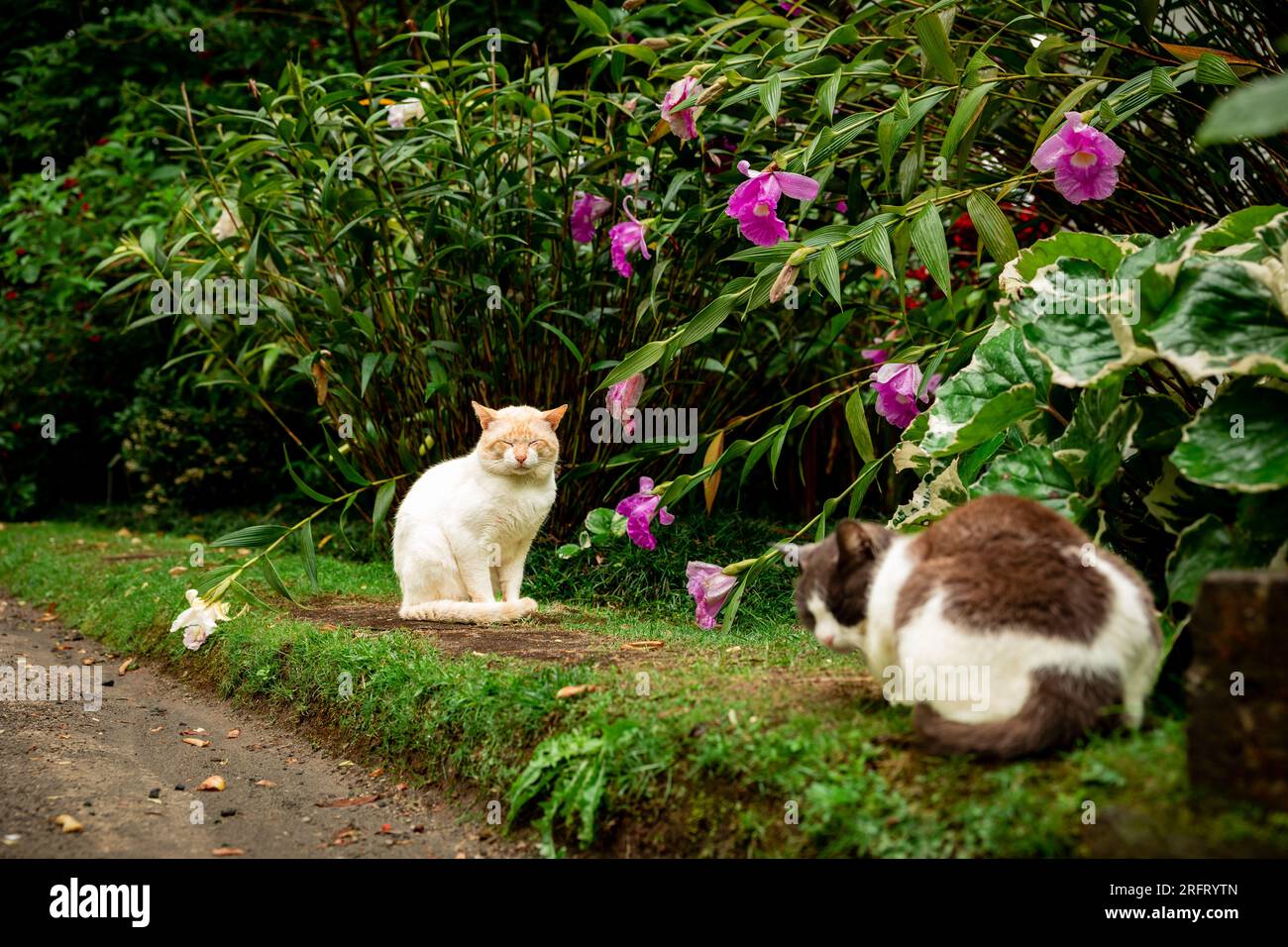 Cats in garden, outdoor animals, feline, cute and relaxed life Stock ...
