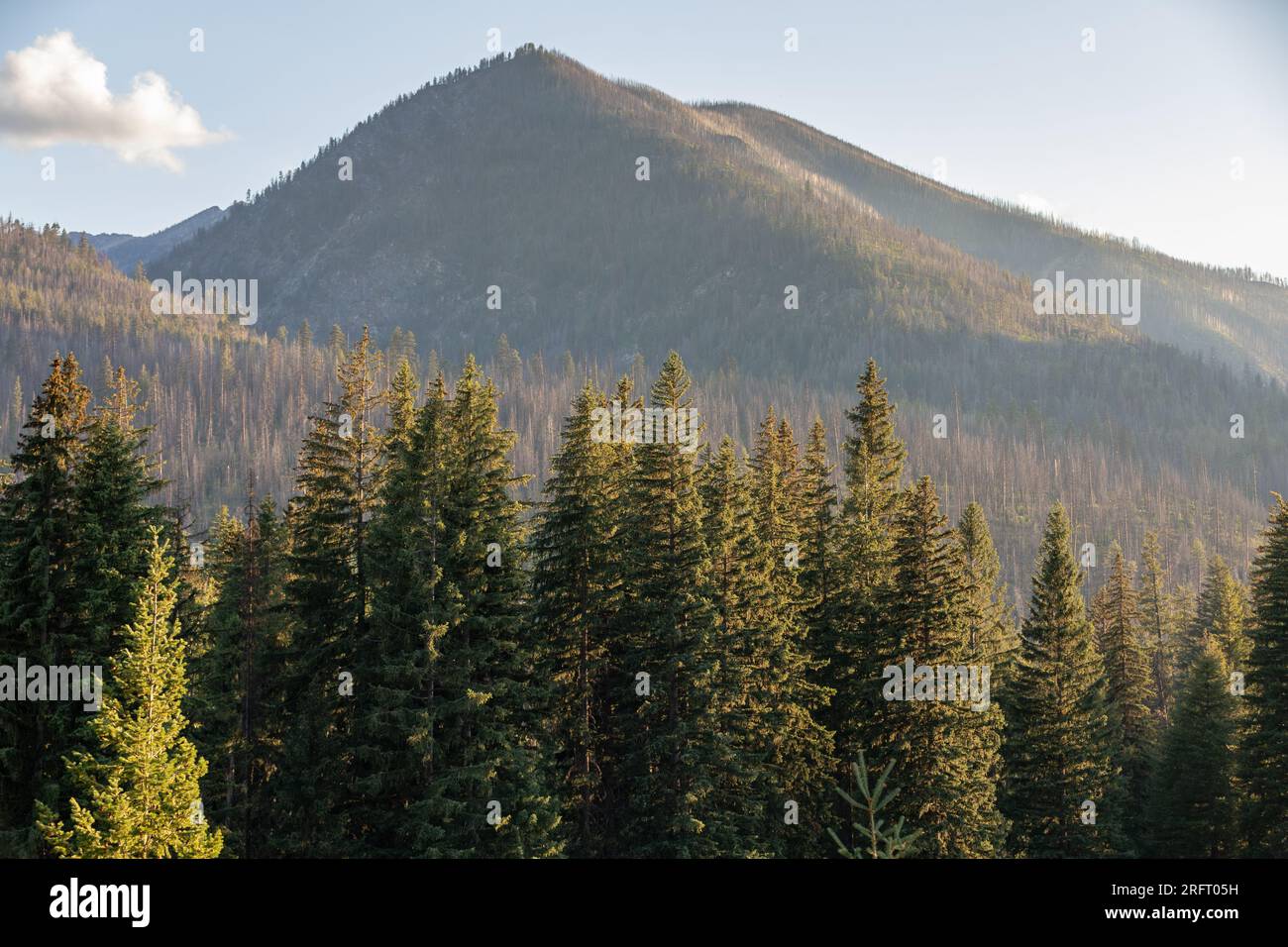 Pine trees line mountain in Eastern Washington forest in the late ...