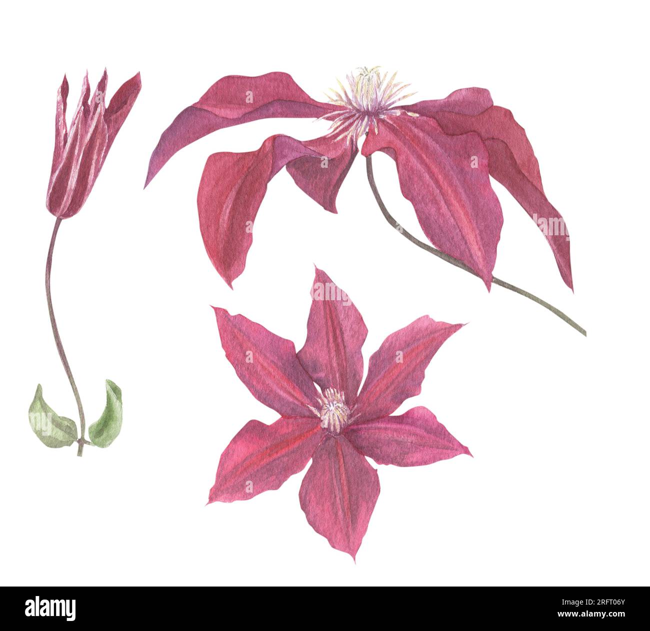 Red garden clematis flower hand drawn in watercolor. Floral element to ...