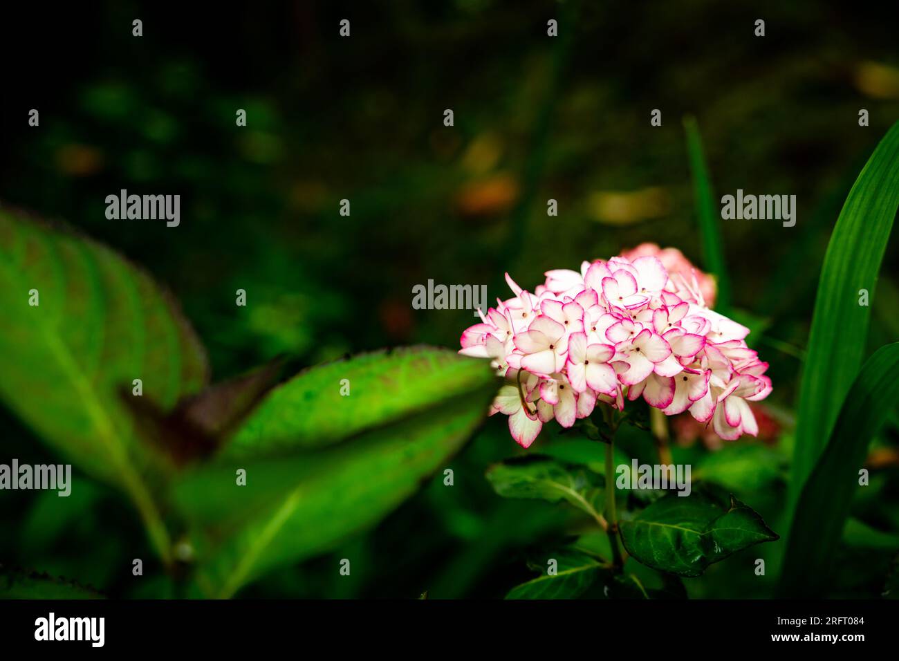 Wonderful hydrangea, white and pink colors, green background, Azores ...