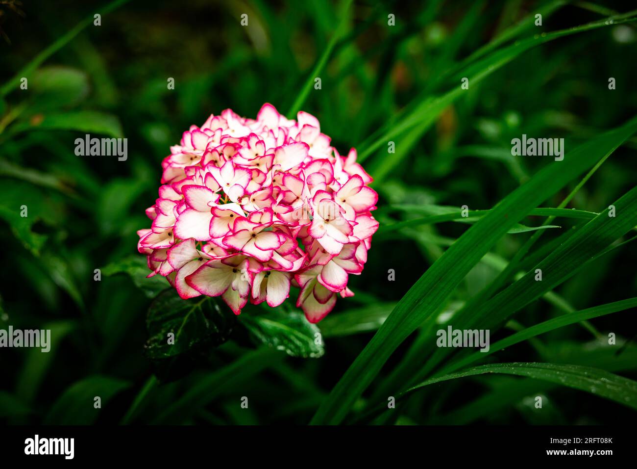Wonderful hydrangea, white and pink colors, green background, Azores ...