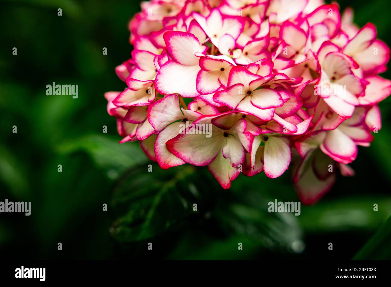 Wonderful hydrangea, white and pink colors, green background, Azores ...