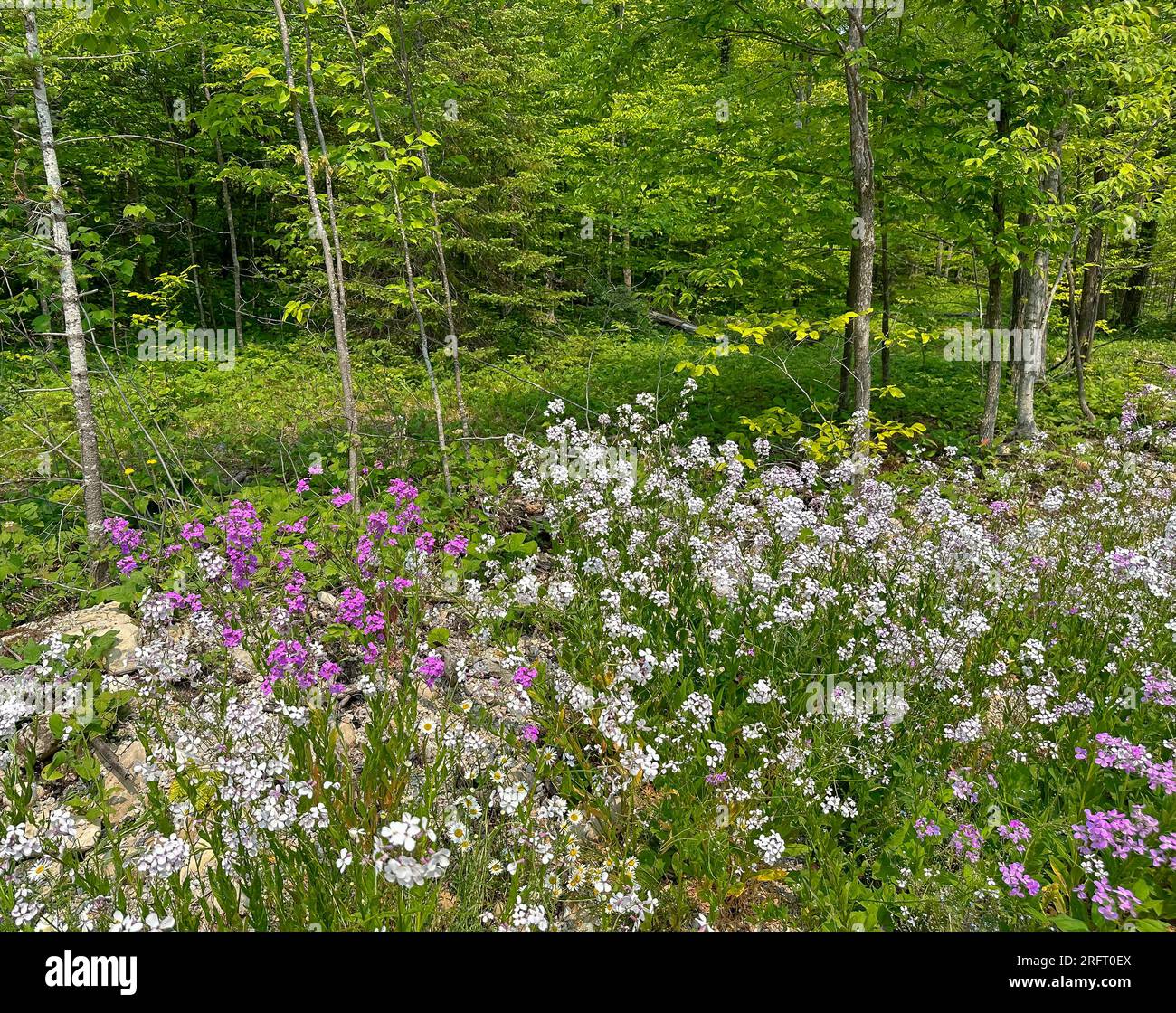 Beautiful and plentiful, Dame's Rocket (Hesperis matronalis) in an ...