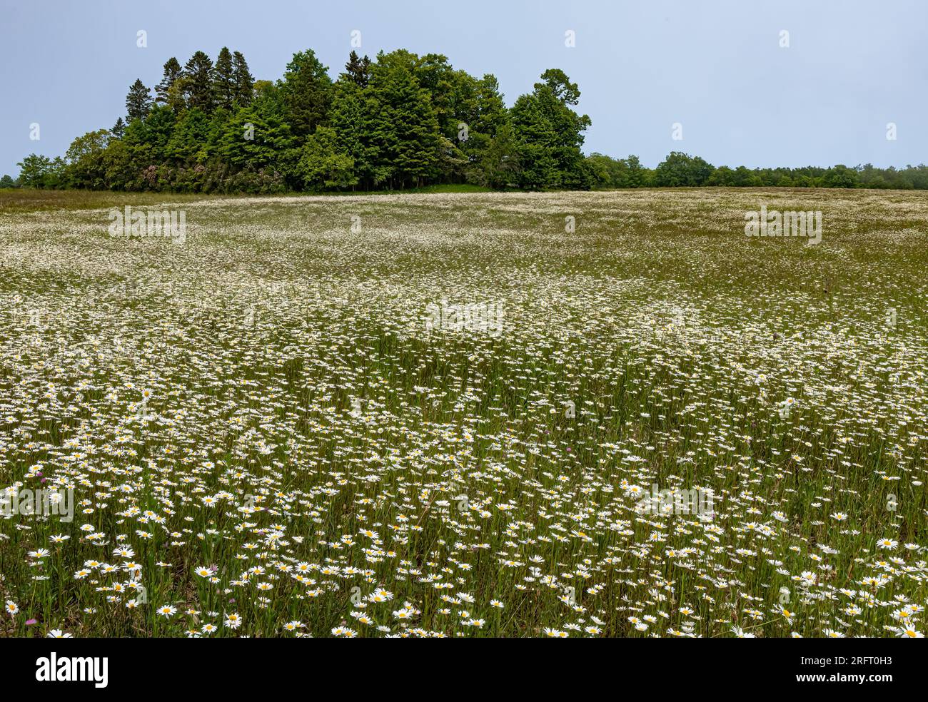 A former farm field is filled with the beautiful but invasive non ...