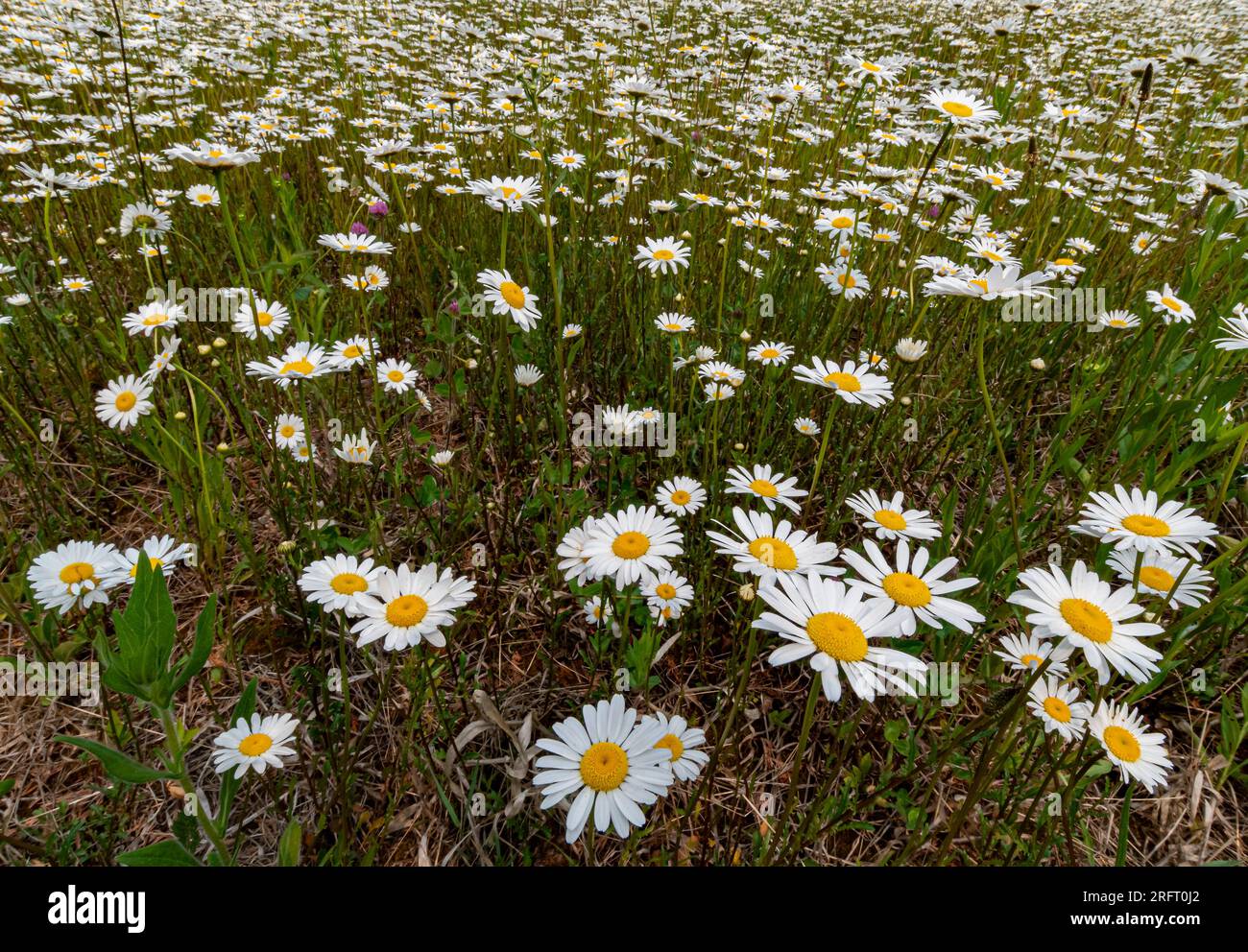 A former farm field is filled with the beautiful but invasive non ...