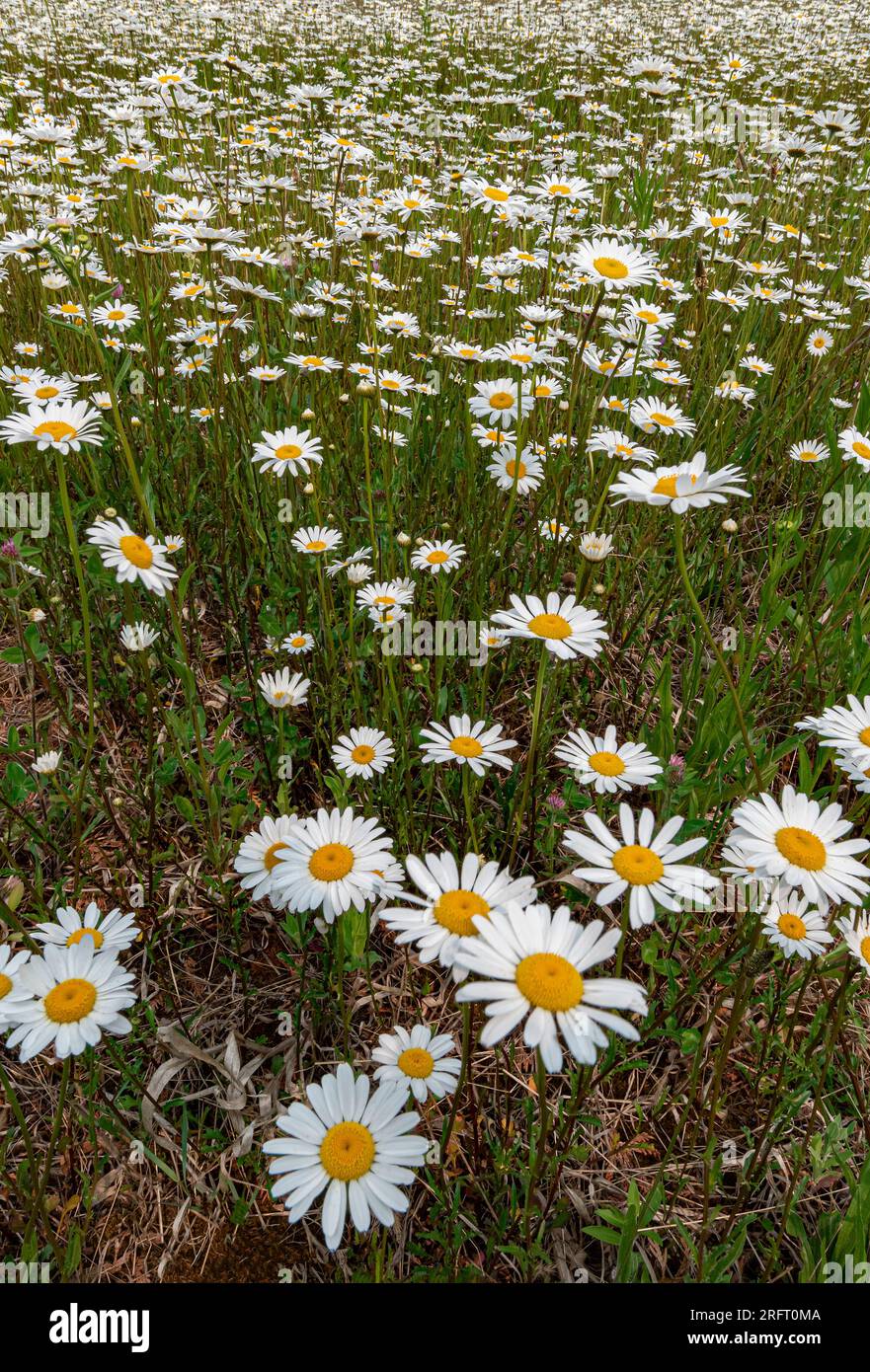 A former farm field is filled with the beautiful but invasive non ...