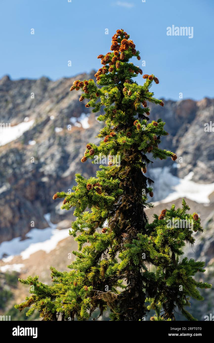 Tree top pine tree with cones on a sunny day, in background Cascade ...