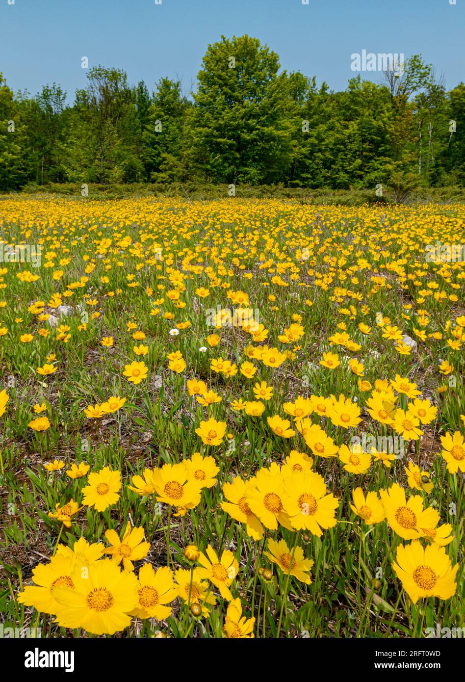 A field of native Coreopsis (Coreopsis lanceolata) reaches to the ...