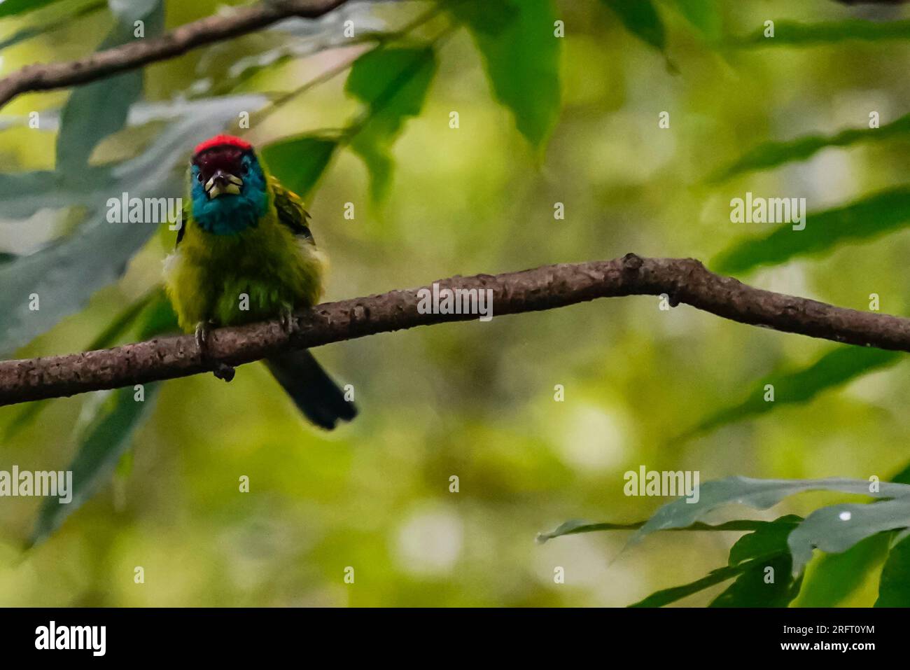 Kathmandu, Nepal. 5th Aug, 2023. A blue throated barbet looks on from a ...