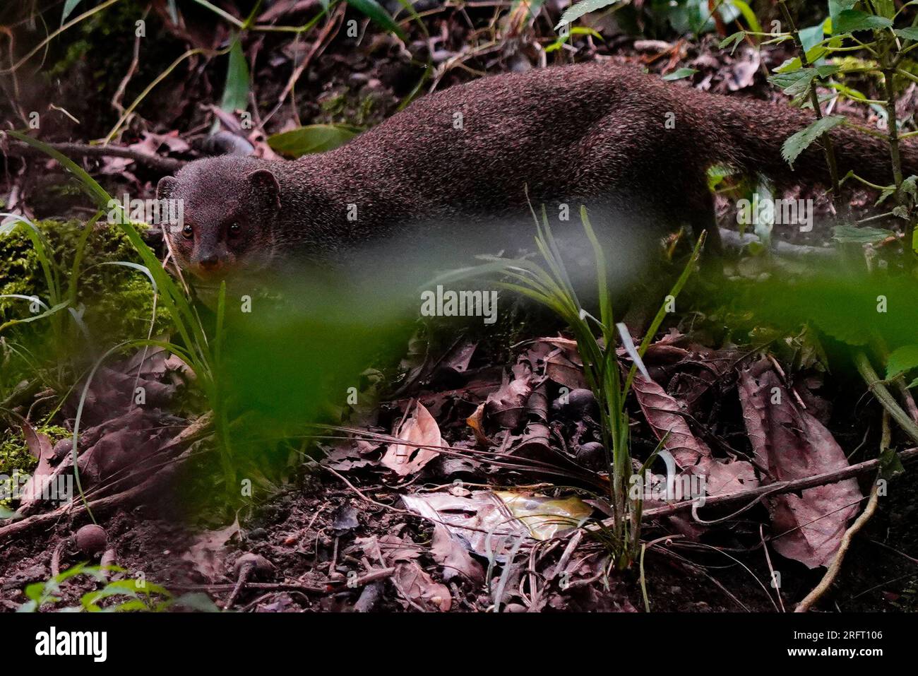 Kathmandu, Nepal. 5th Aug, 2023. A mongoose wanders around the jungle ...