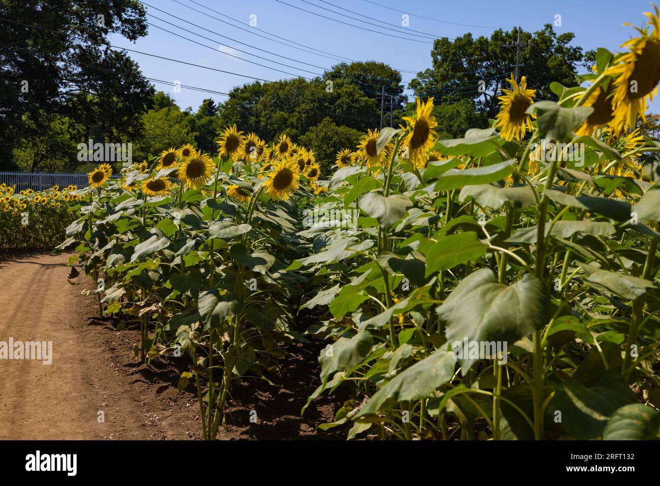 Sunflowers at the farm sunny day Stock Photo - Alamy