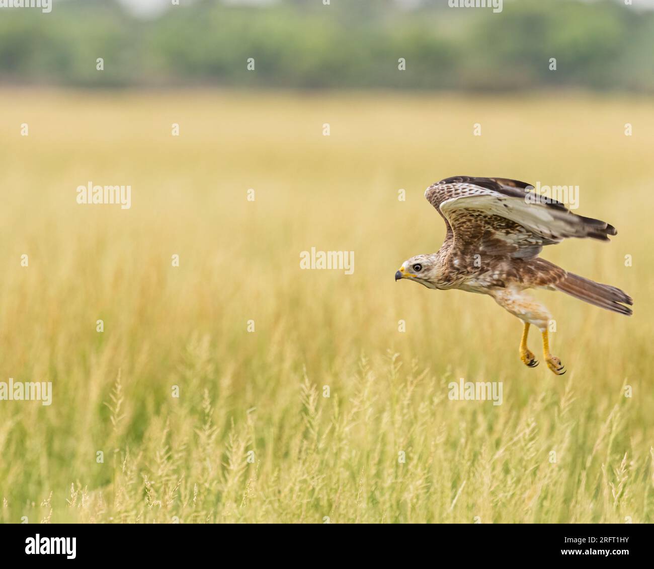 A White Eye Buzzard flying over wet land Stock Photo - Alamy