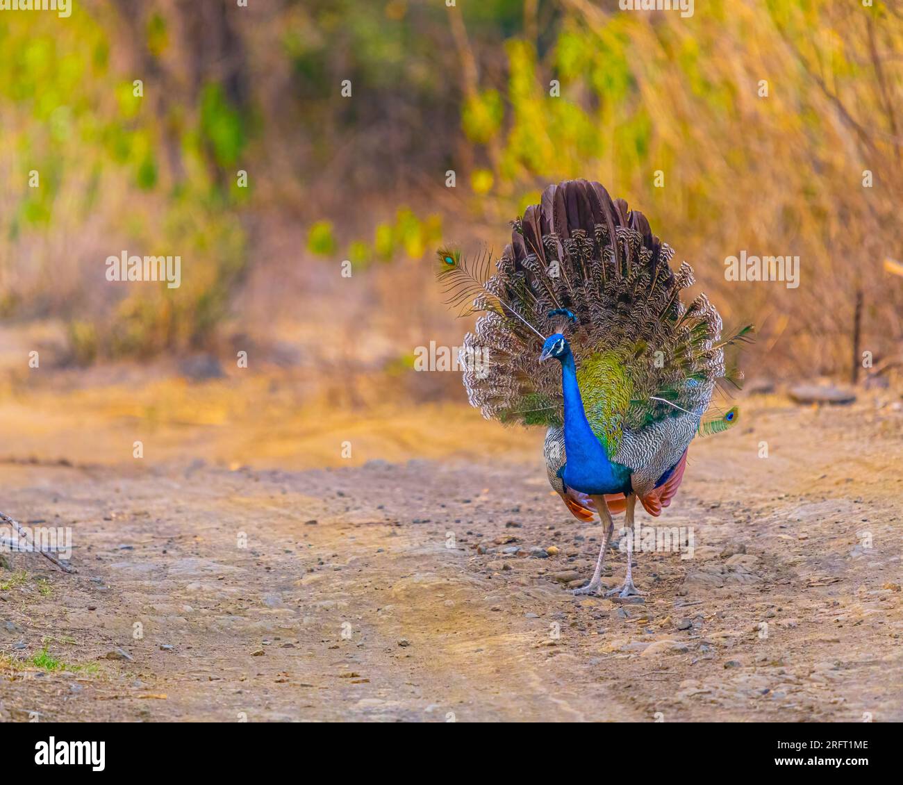 A dancing peacock on ground Stock Photo - Alamy