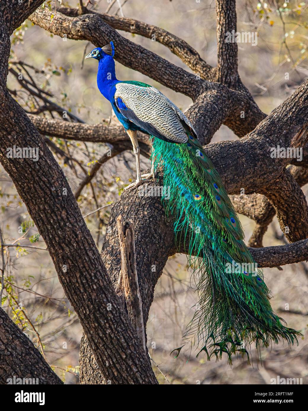 A Peacock resting on a tree Stock Photo - Alamy