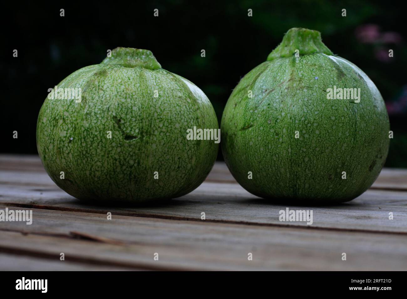 An almost matching pair of globular round courgettes - comedy fruit and ...