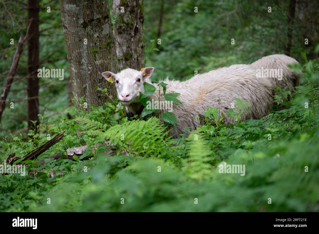 Sheep in norway hi-res stock photography and images - Alamy