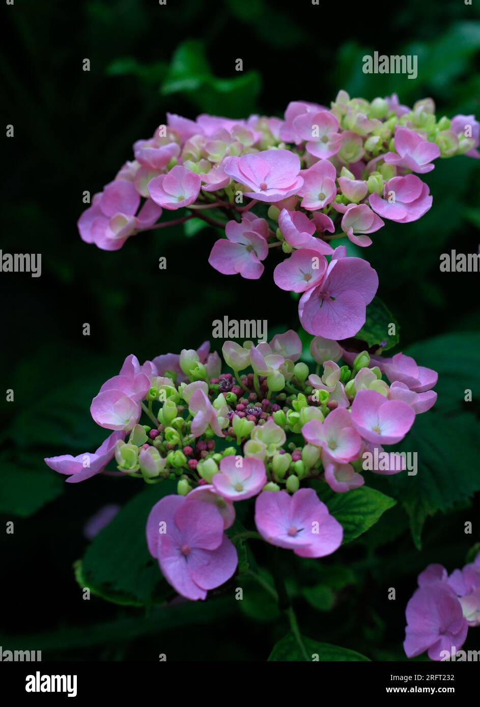 Hydrangea english garden border hi-res stock photography and images - Alamy
