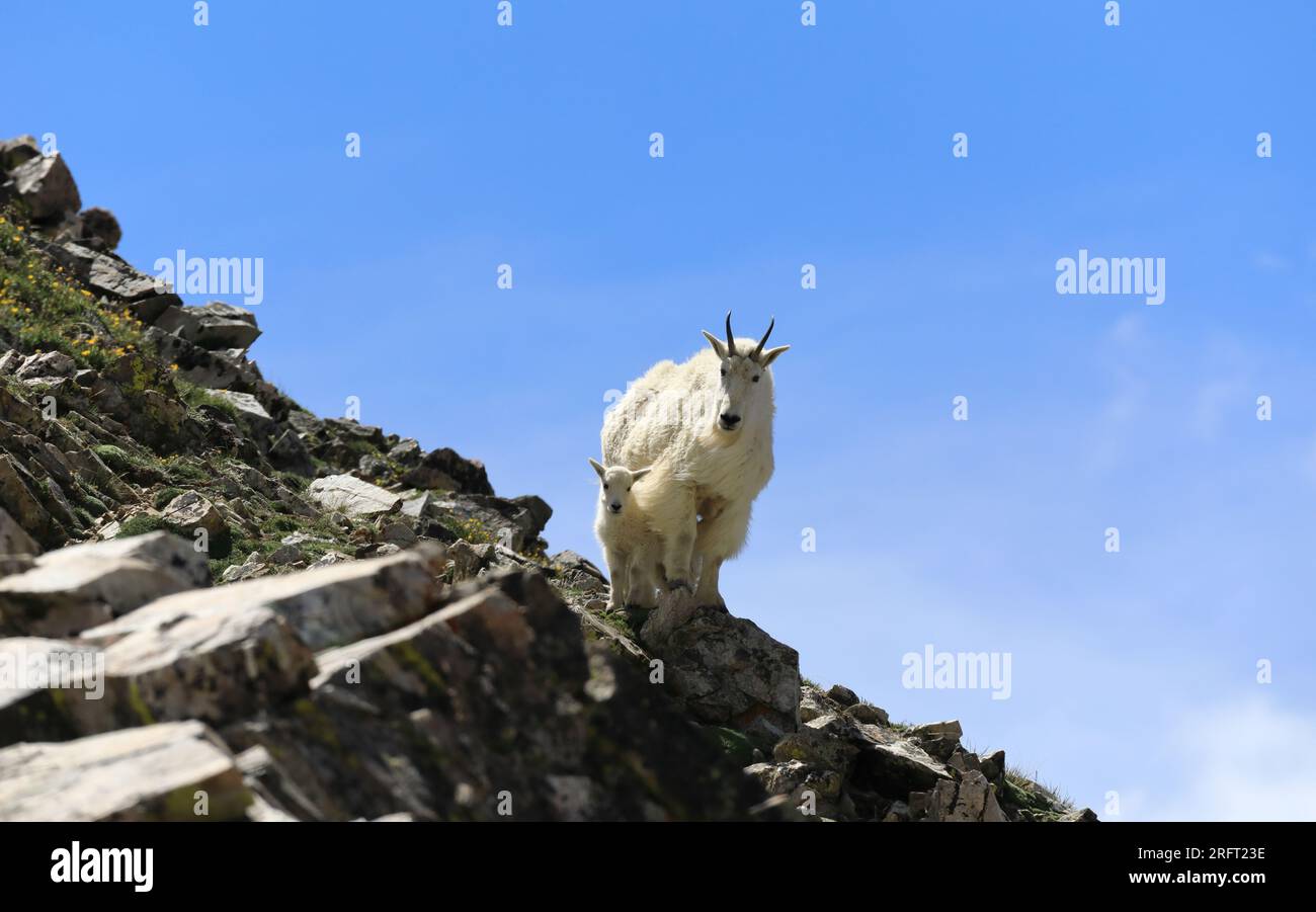 Goat pair hi-res stock photography and images - Alamy