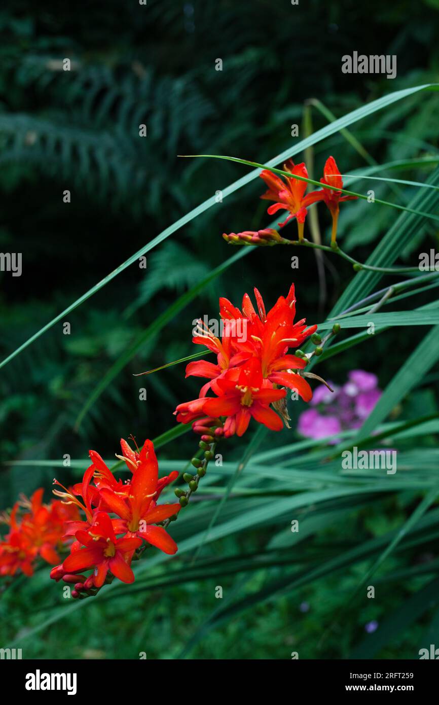 The English garden in August - bright red crocosmia flowers against a ...