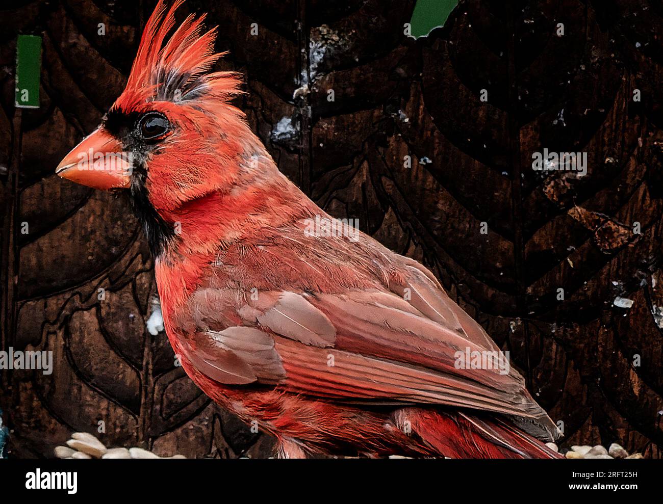 Plumed Northern Cardinal on the bird feeder Stock Photo - Alamy