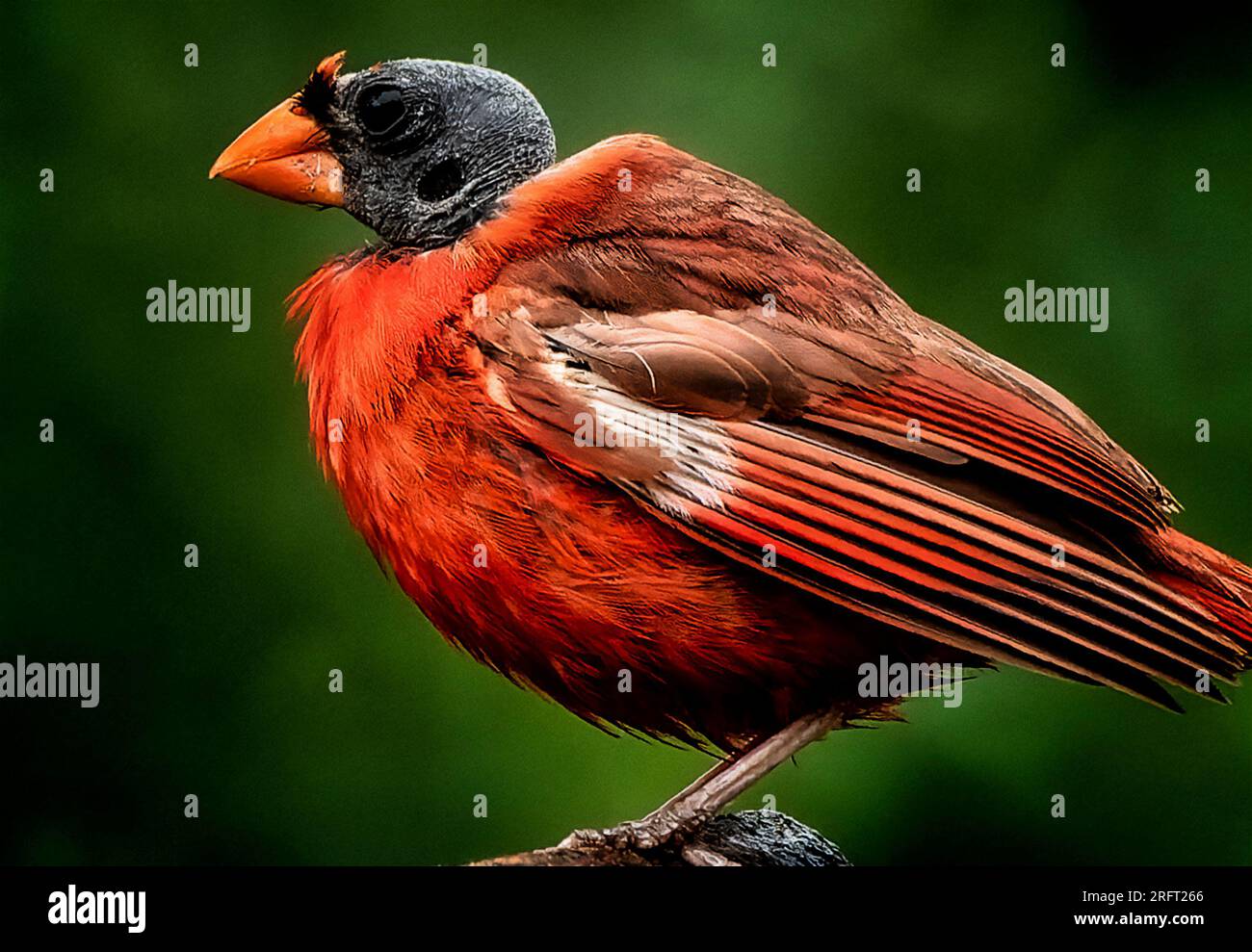 Bald northern cardinal hi-res stock photography and images - Alamy