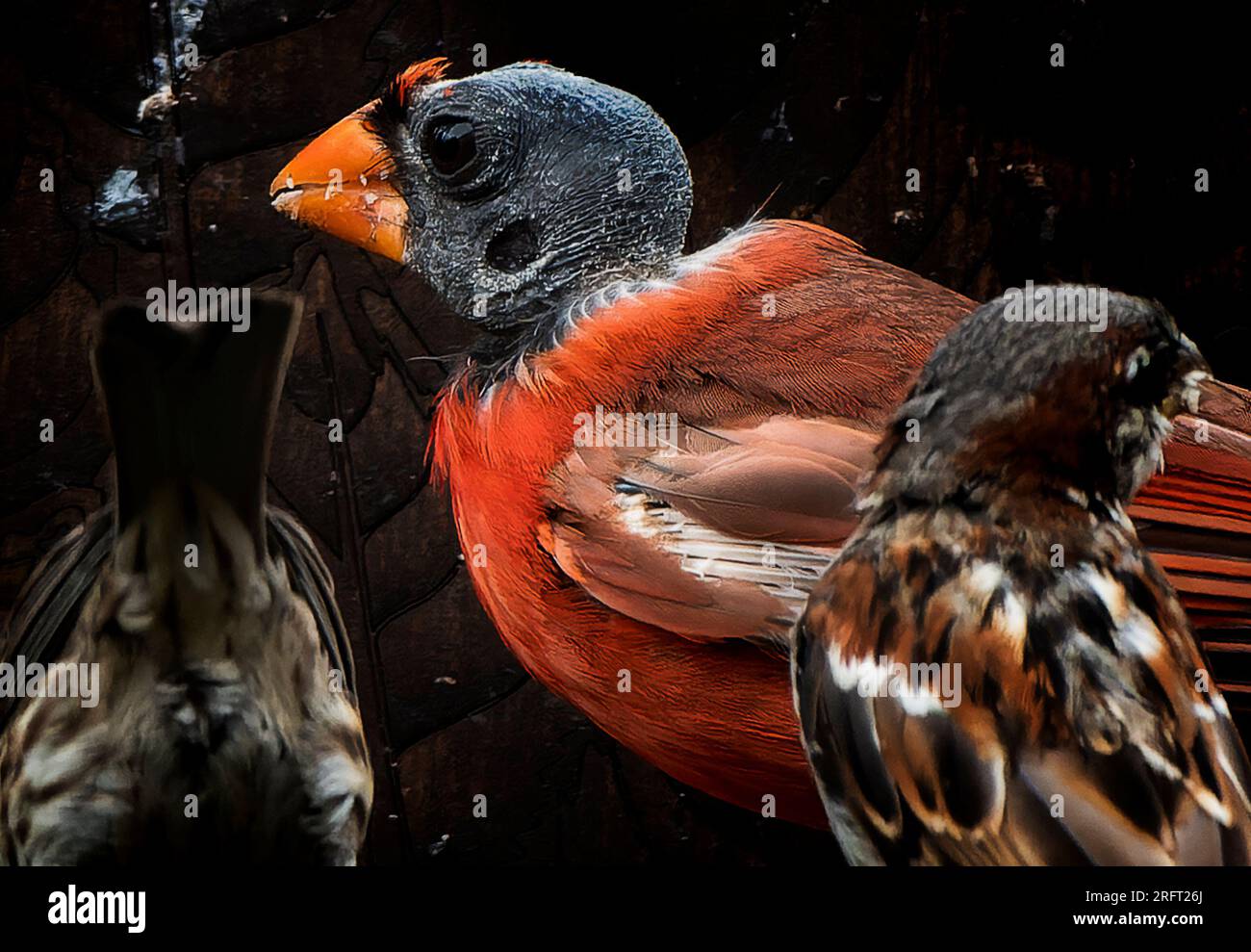 Bald northern cardinal hi-res stock photography and images - Alamy