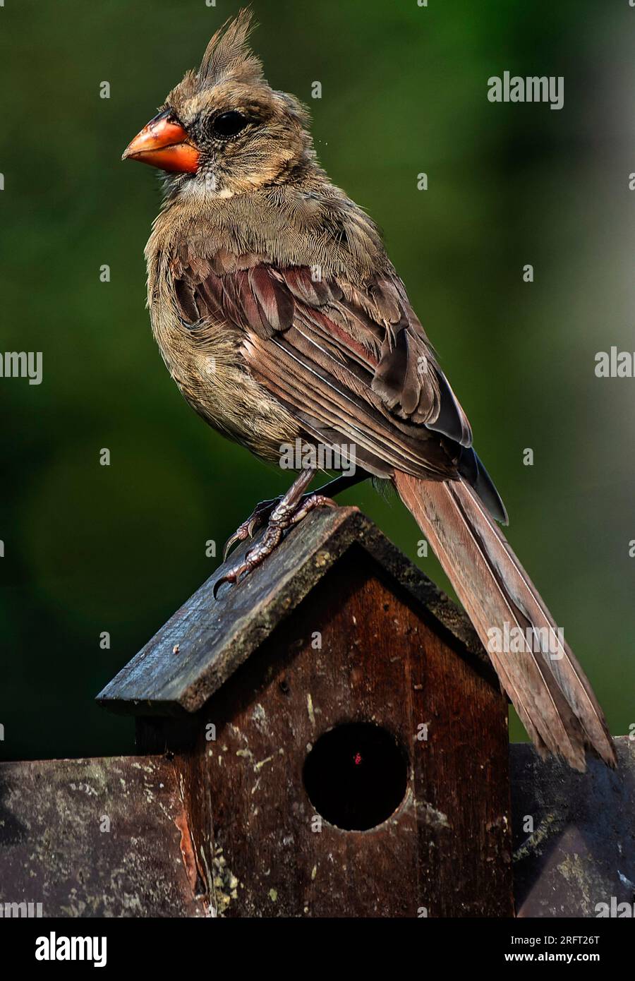 Female Northern Cardinal on the birdhouse roof Stock Photo - Alamy