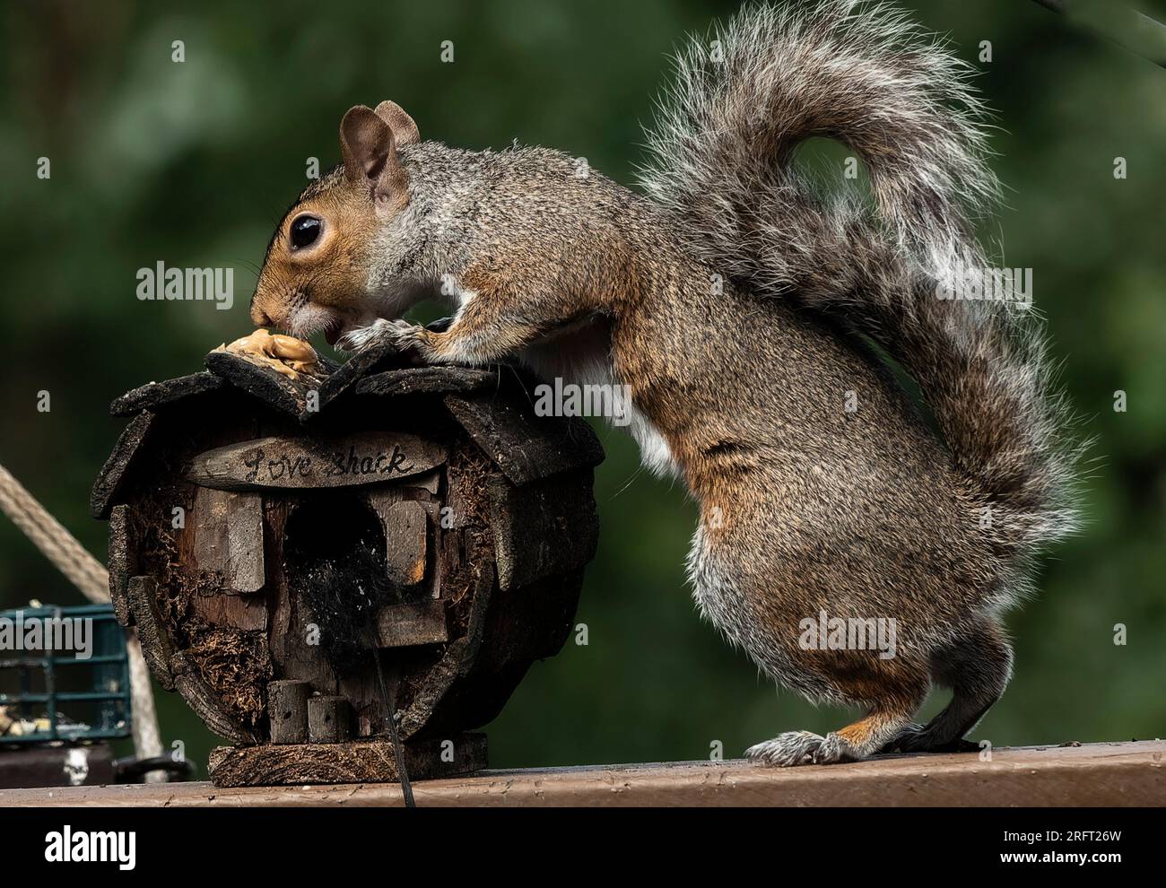 Squirrel eating peanut butter hi-res stock photography and images - Alamy